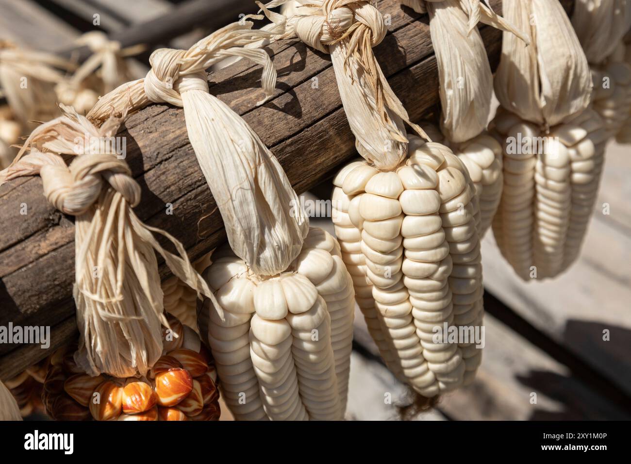 Choclo, white corn tied and drying in the sun Stock Photo - Alamy