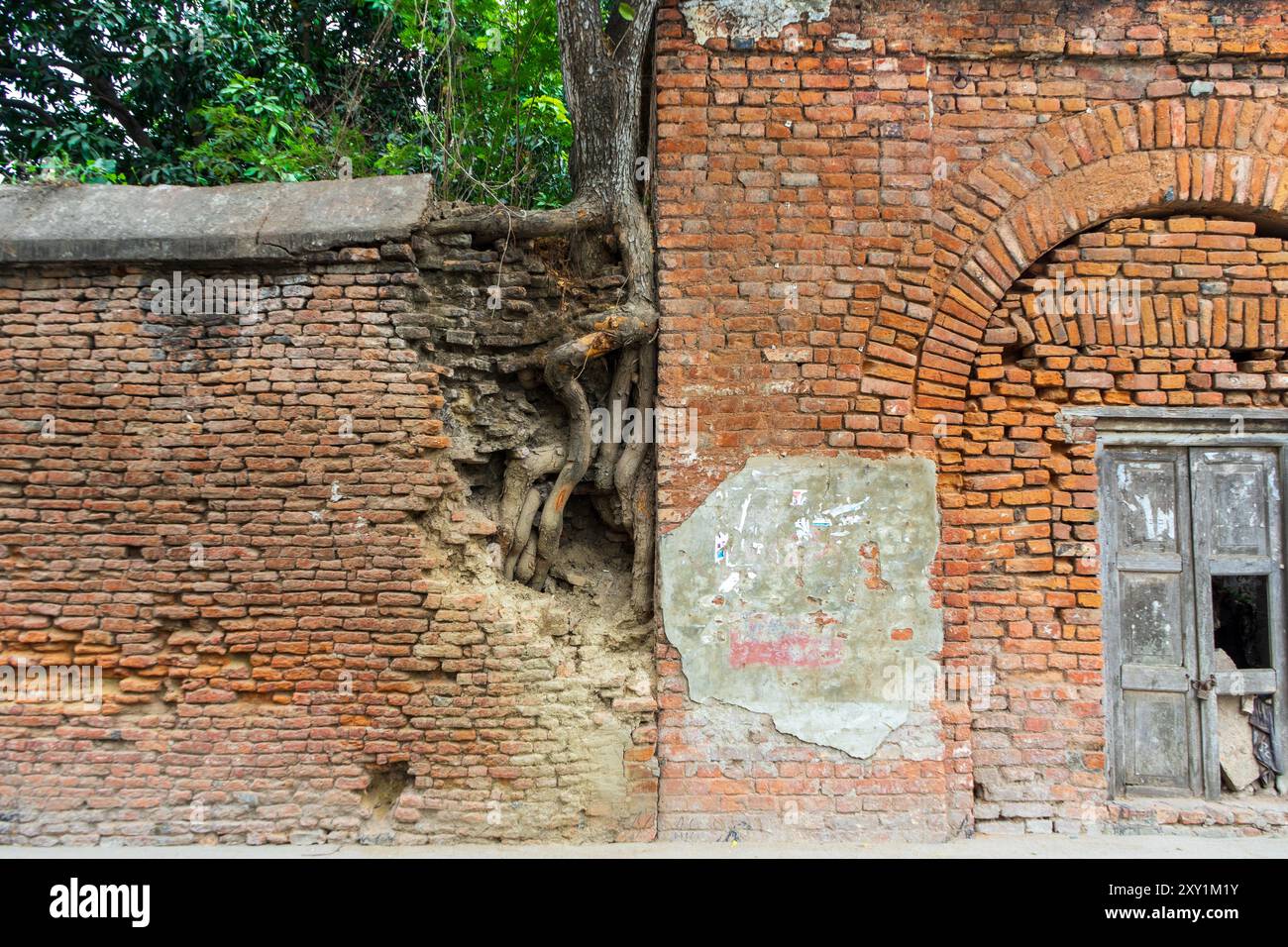 Tree roots grow in an old brick wall next to a red brick house ...
