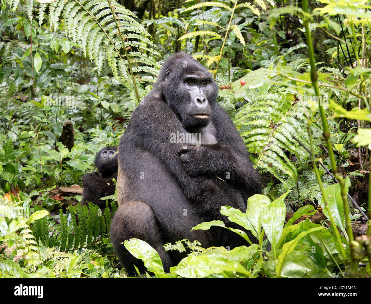 Mountain Gorilla (Gorilla beringei beringei) Katwe Gorilla Group ...