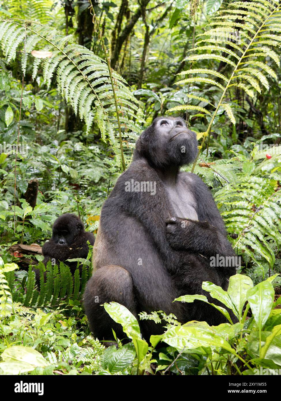 Mountain Gorilla (Gorilla beringei beringei) Katwe Gorilla Group, Bwindi Impenetrable National ...