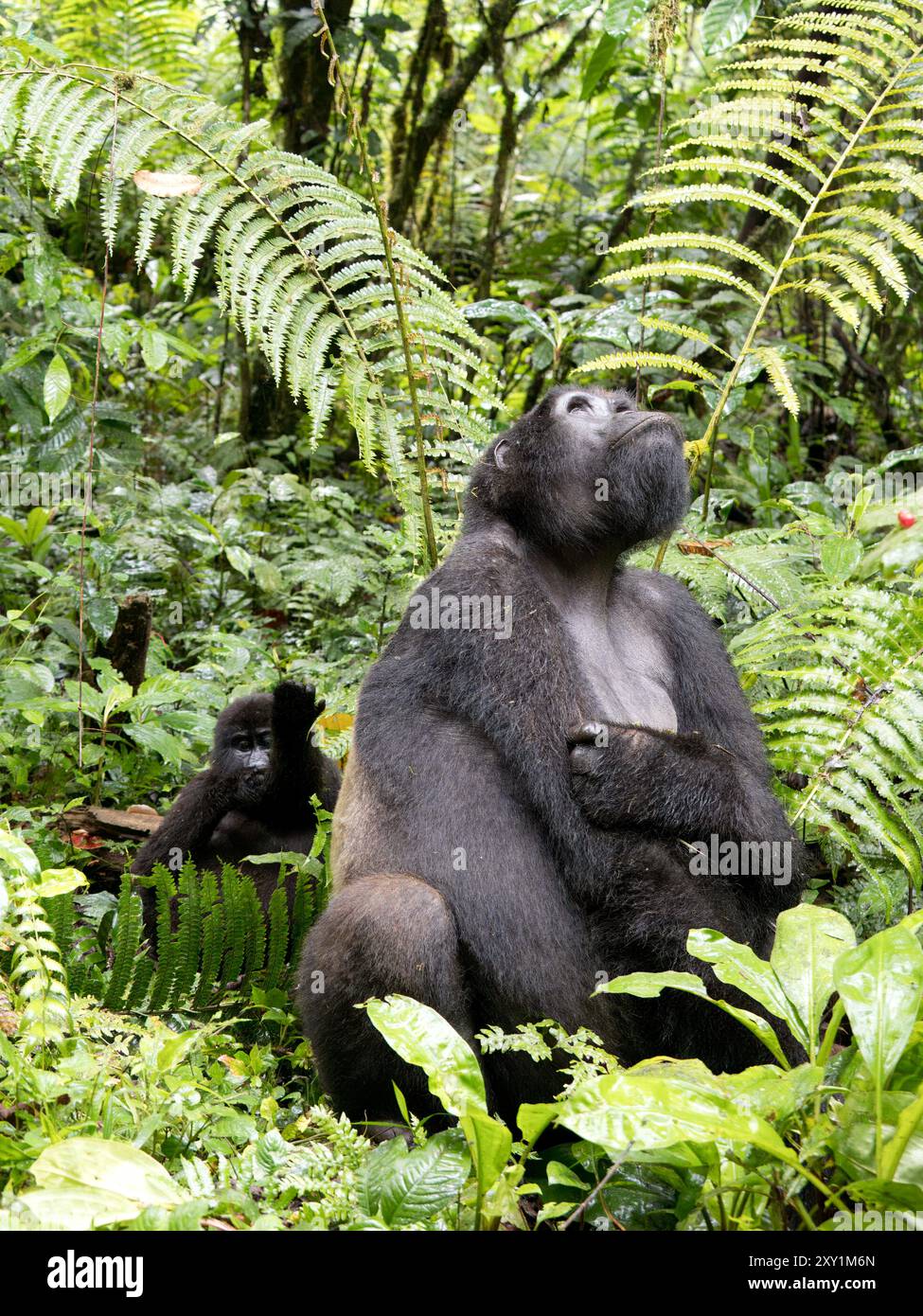 Mountain Gorilla (Gorilla beringei beringei) Katwe Gorilla Group, Bwindi Impenetrable National ...