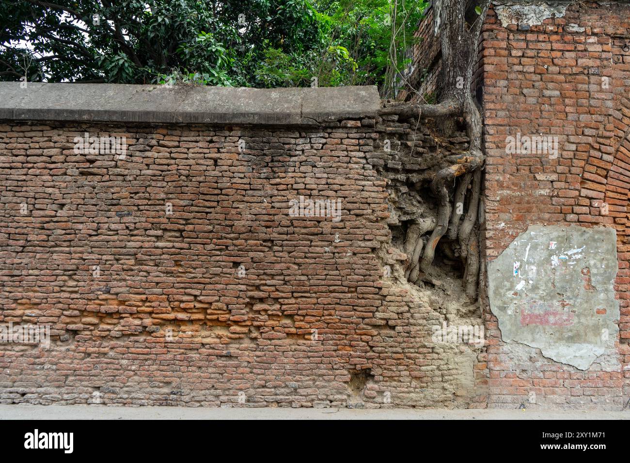 Tree roots grow in old red brick wall,Radshahi, Bangladesh Stock Photo ...