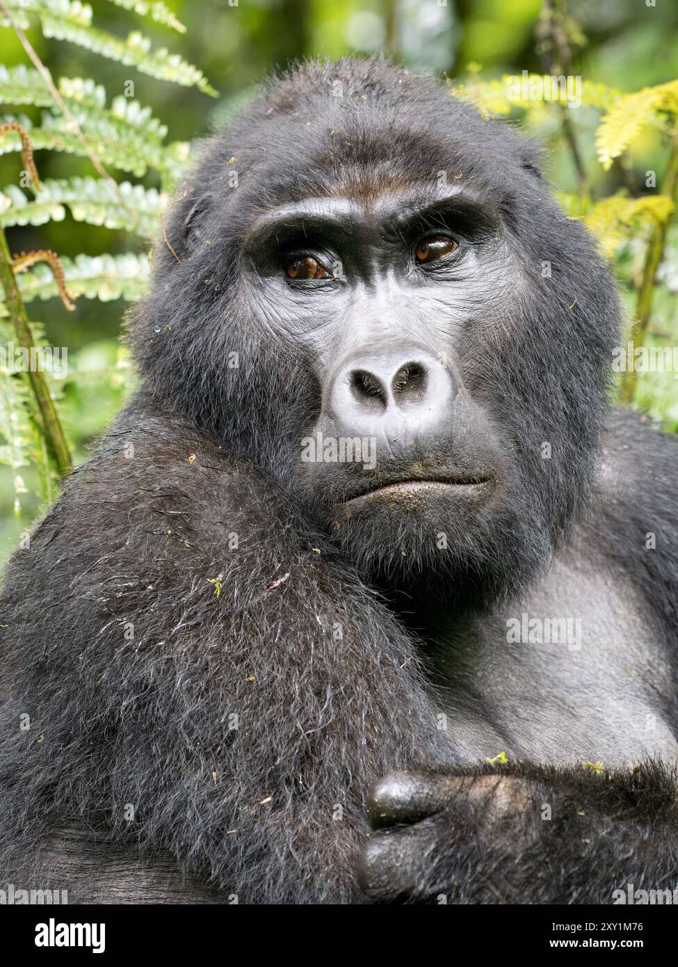 Mountain Gorilla (Gorilla beringei beringei) Katwe Gorilla Group ...