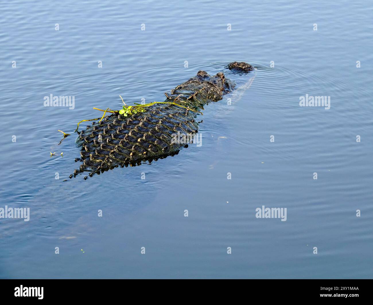 American alligator, Alligator mississippiensis, partially submerged ...