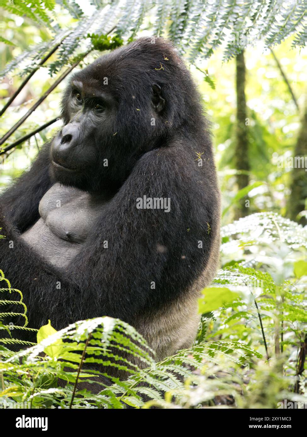 Mountain Gorilla (Gorilla beringei beringei) Katwe Gorilla Group, Bwindi Impenetrable National ...