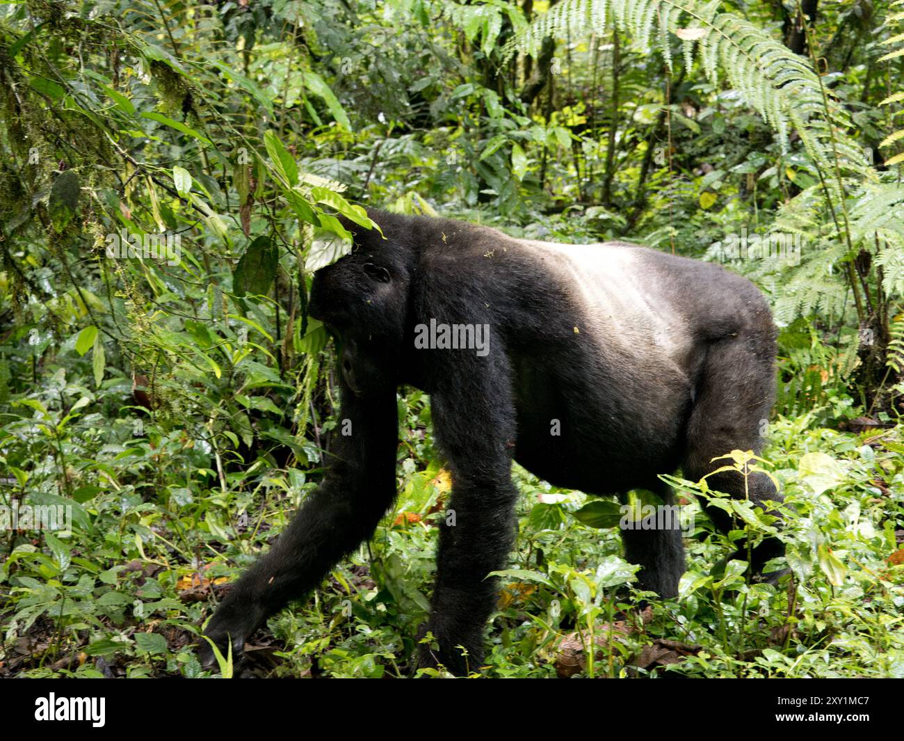 Mountain Gorilla (Gorilla beringei beringei) Katwe Gorilla Group ...