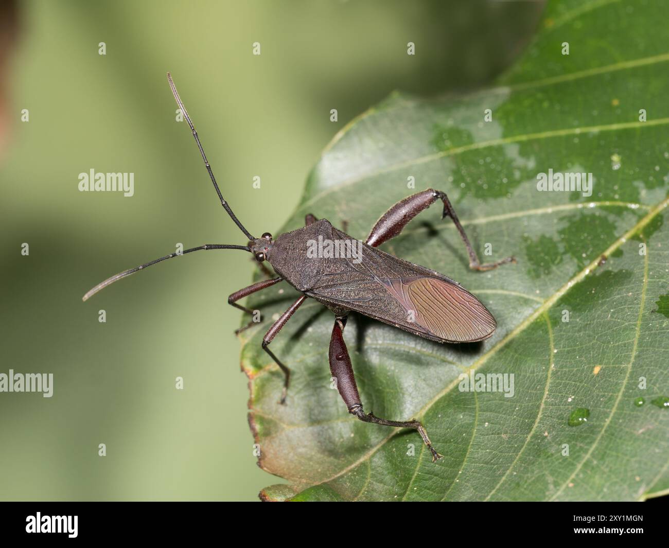 Assassin Bug (Platymeris sp) on leaf Musambwa Island, Uganda Stock ...