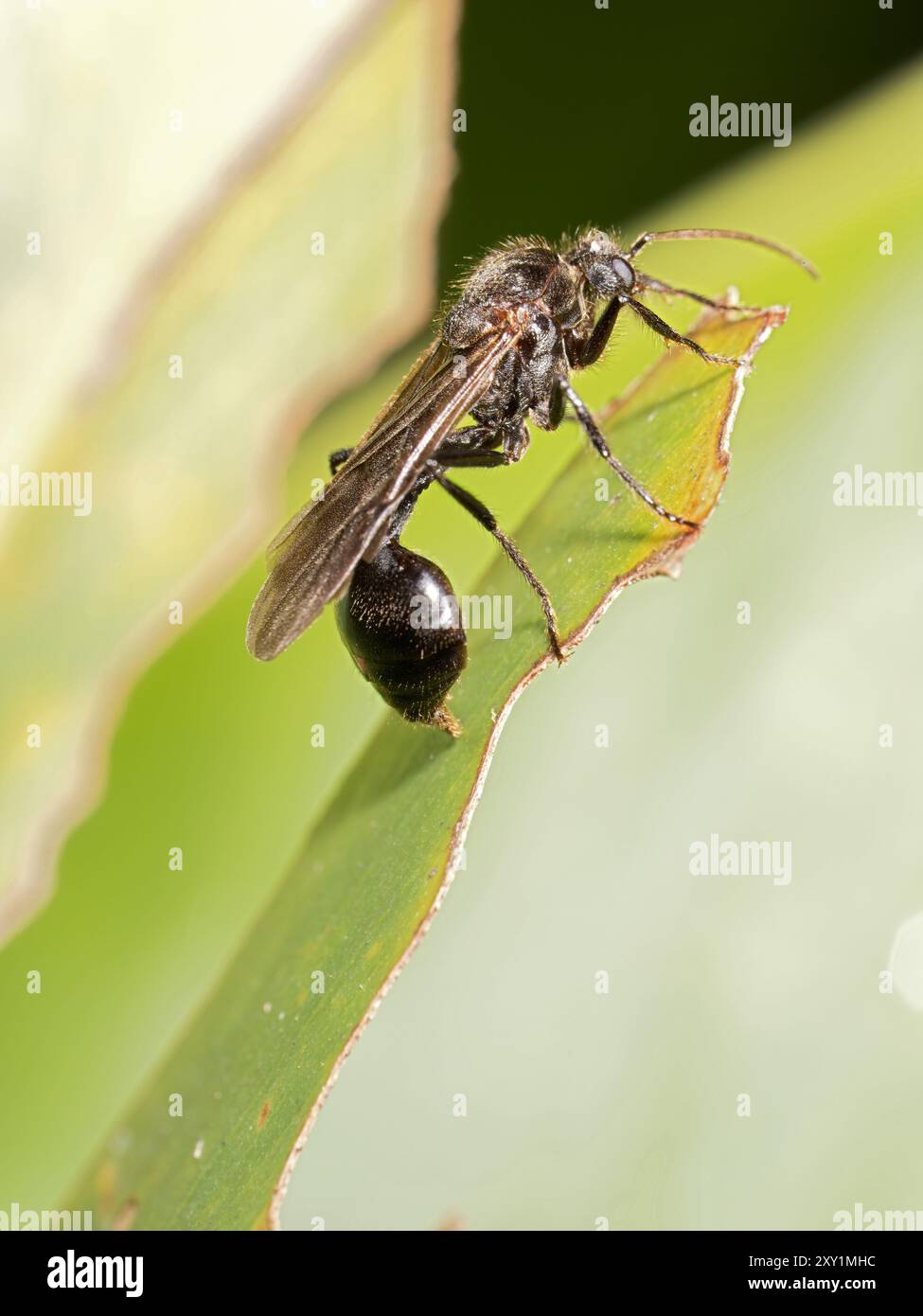 Parasitoid wasp (Proctotrupidae sp) on leaf, Musambwa Island, Uganda ...