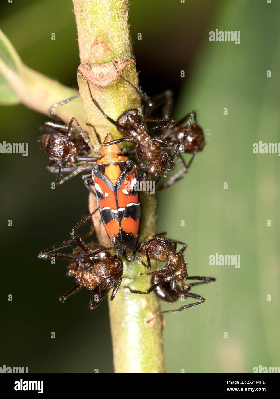 Spiny Ants (Polyrhachis sp) with Leafhopper (Cicadellidae sp) Musambwa ...