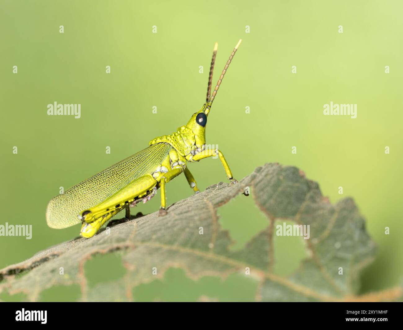 Grasshopper (Pyrgomorphidae sp) on leaf, Musambwa Island, Uganda Stock ...