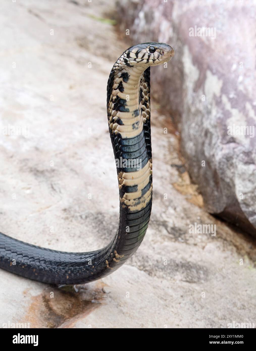 Forest Cobra Snake (Naja melanoleuca) Female, Musambwa Island, Uganda ...