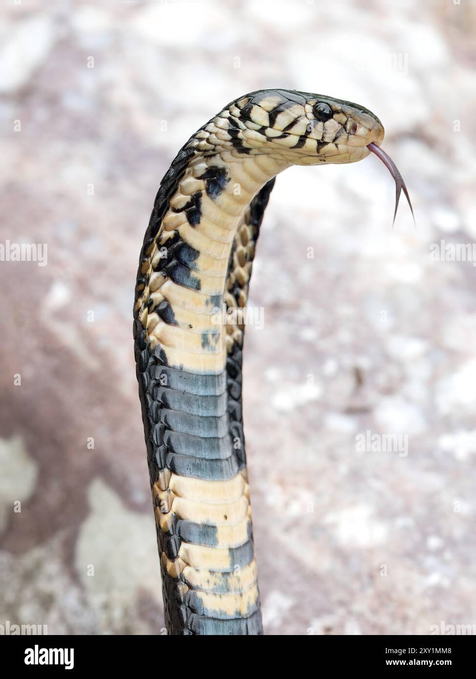 Forest Cobra Snake (Naja melanoleuca) Female, Musambwa Island, Uganda ...