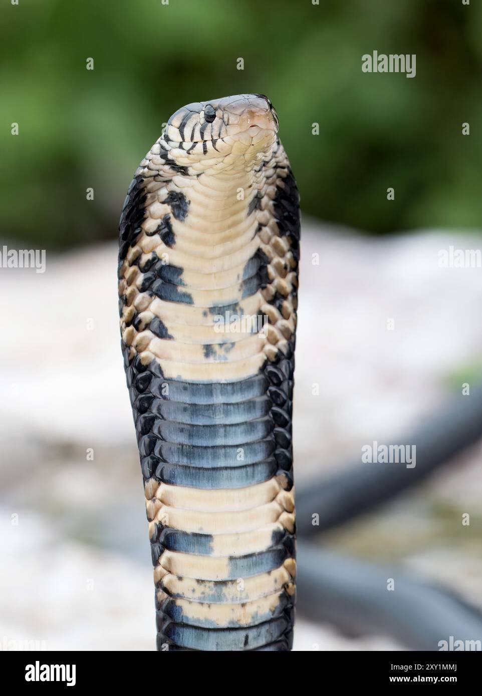 Forest Cobra Snake (Naja melanoleuca) Female, Musambwa Island, Uganda ...