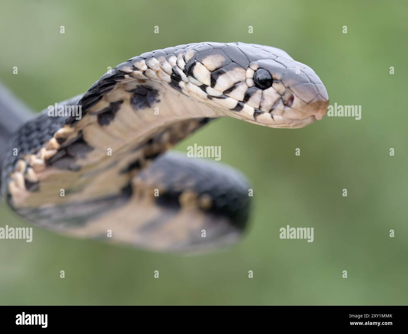 Forest Cobra Snake (Naja melanoleuca) Female, Musambwa Island, Uganda ...