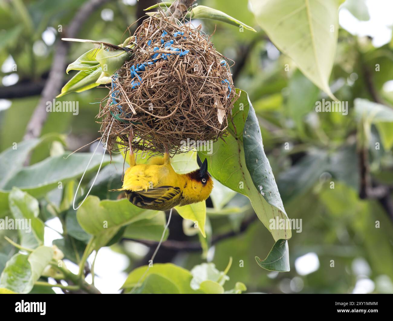 Birds making nest from rubbish hi-res stock photography and images - Alamy