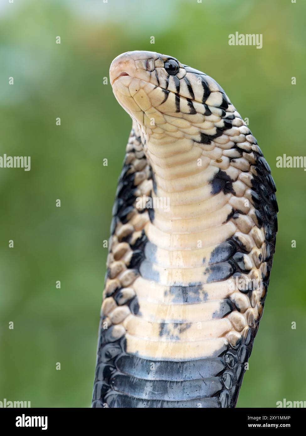 Forest Cobra Snake (Naja melanoleuca) Female, Musambwa Island, Uganda ...