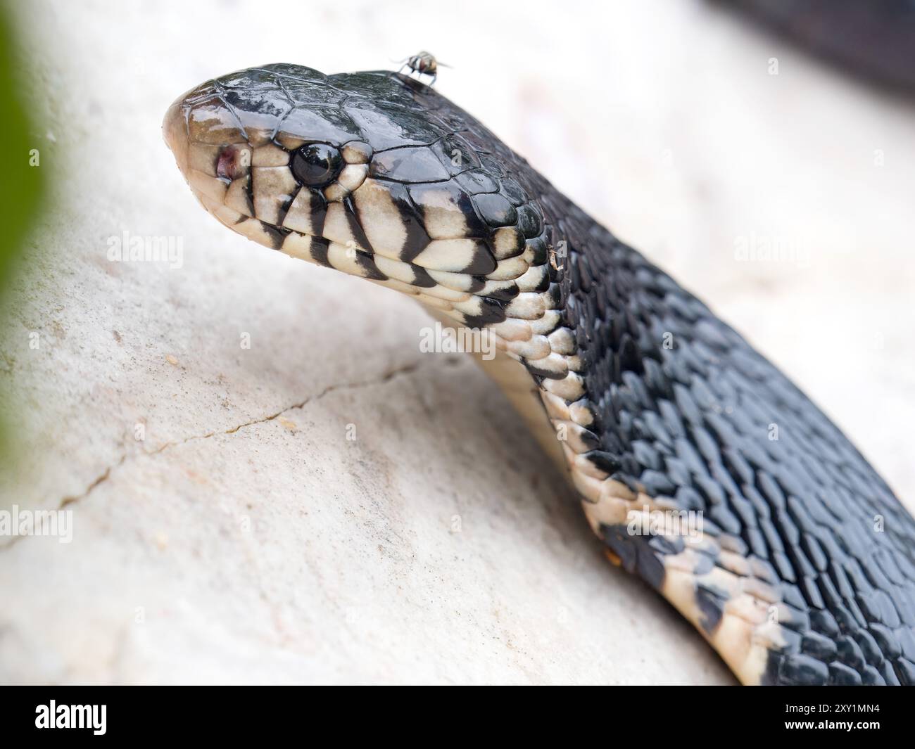 Forest Cobra Snake (Naja melanoleuca) Female, Musambwa Island, Uganda ...