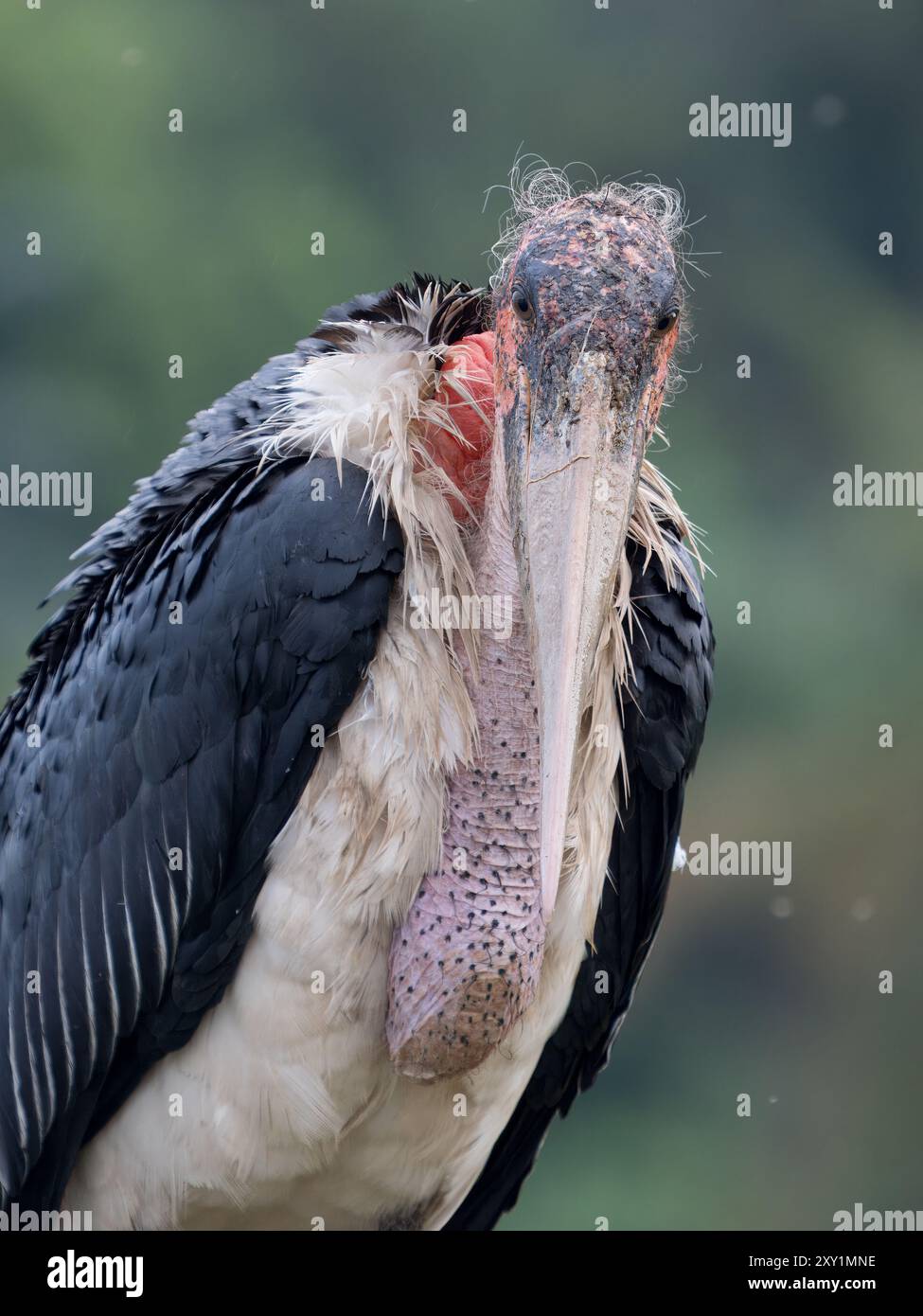 Marabou Stork (Leptoptilos crumenifer) Lake Victoria, Sienna Beach ...