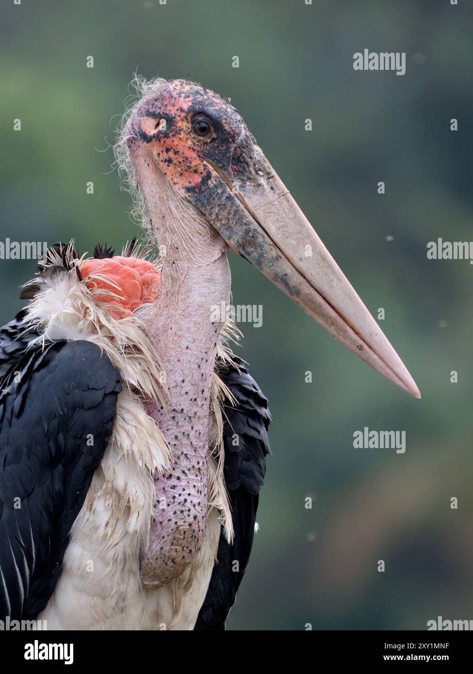 Marabou Stork (Leptoptilos crumenifer) Lake Victoria, Sienna Beach ...