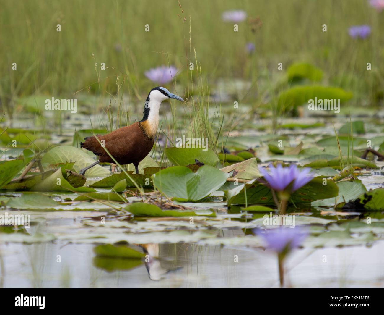 African Jacana (Actophilornis africanus) walking on water lily leaves ...