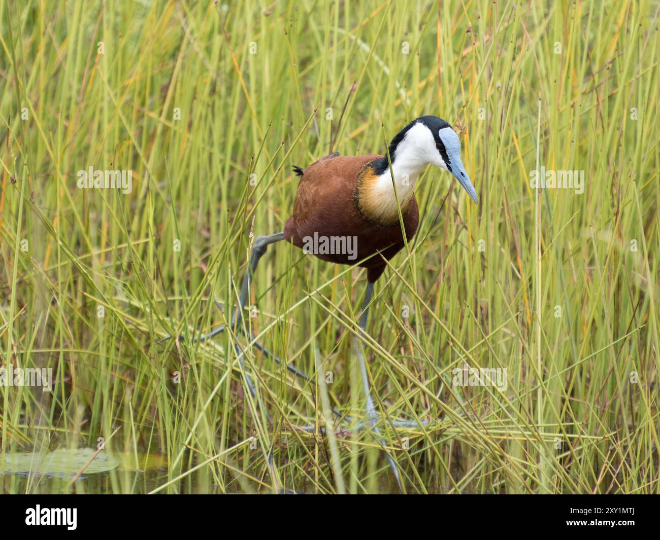 African Jacana (Actophilornis africanus) walking in long grass, Mabamba ...