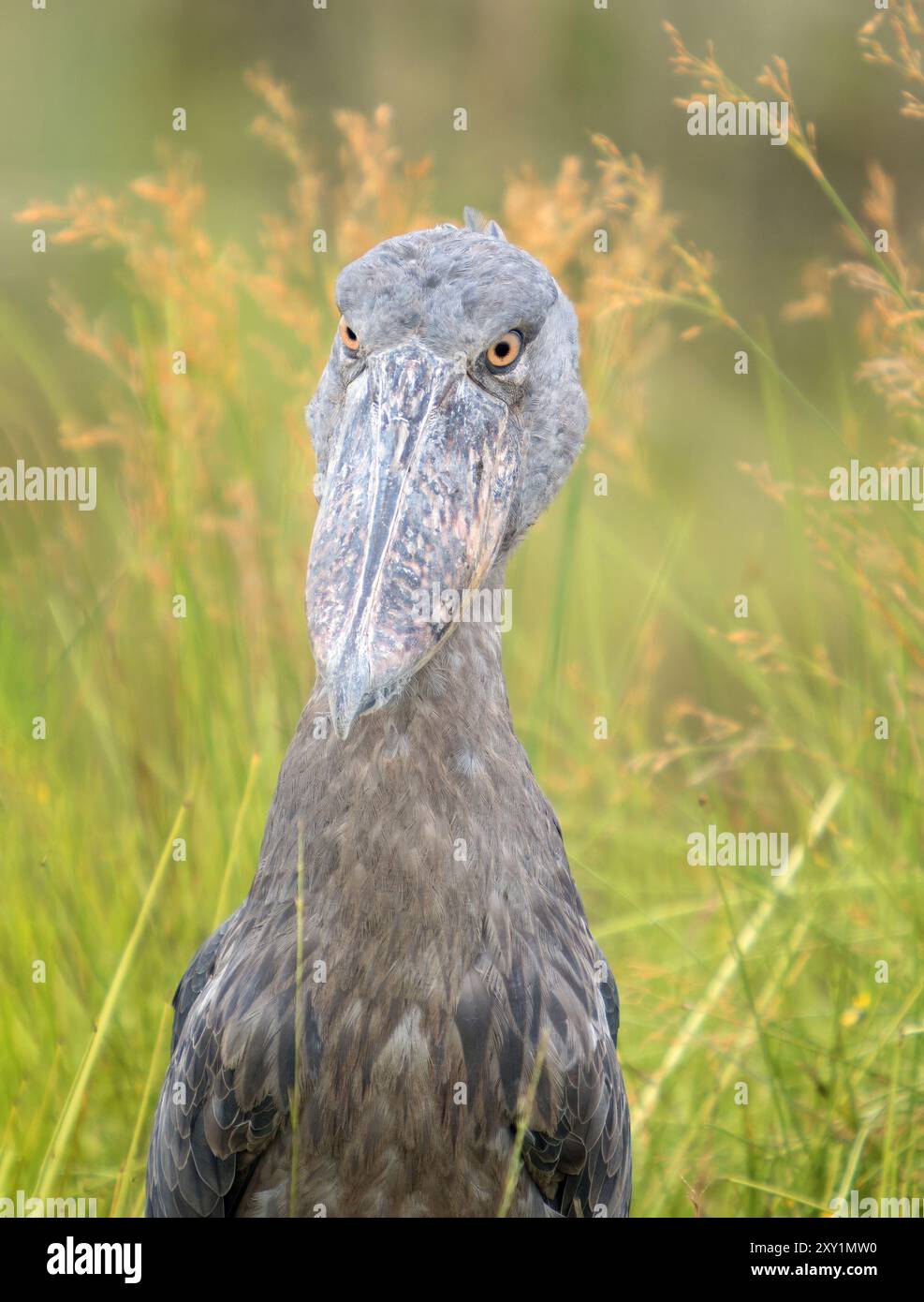 Shoebill stork (Balaeniceps rex) standing in long grass reeds, Mabamba ...
