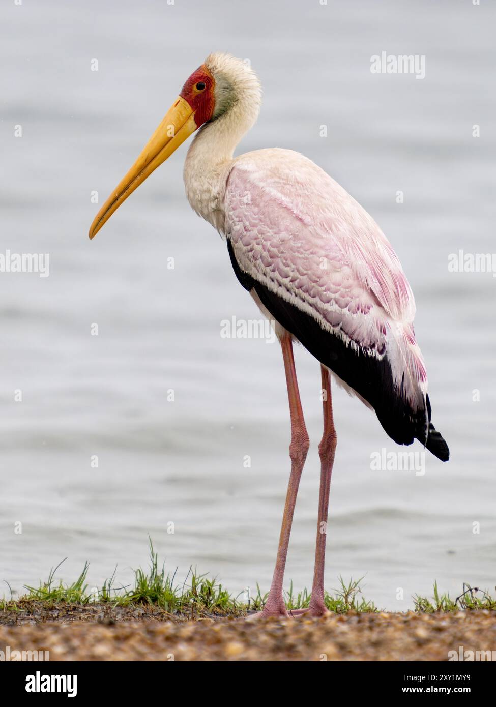 Yellow-billed Stork (Mycteria ibis) walking at waters edge, Lake ...