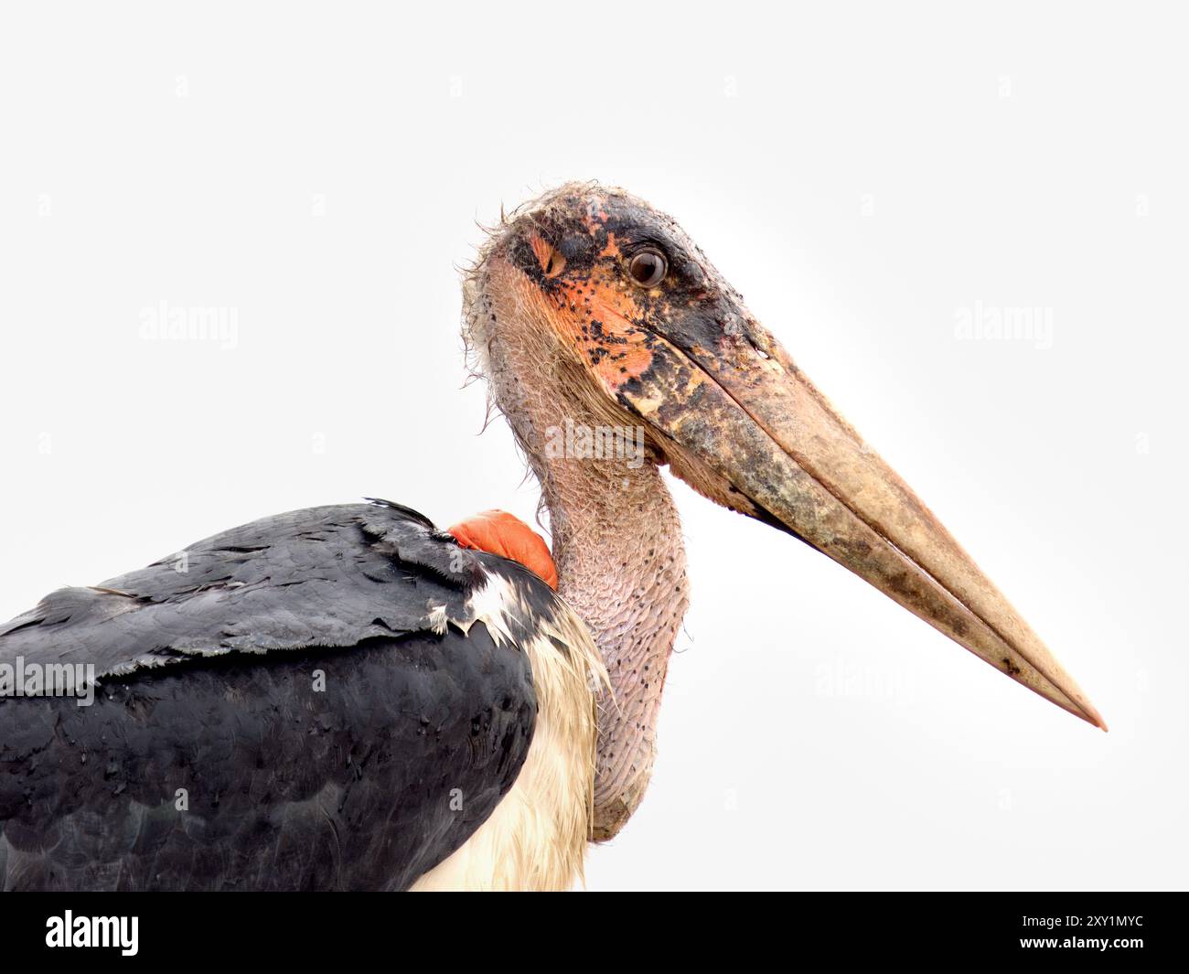 Marabou Stork (Leptoptilos crumenifer) Lake Victoria, Sienna Beach ...