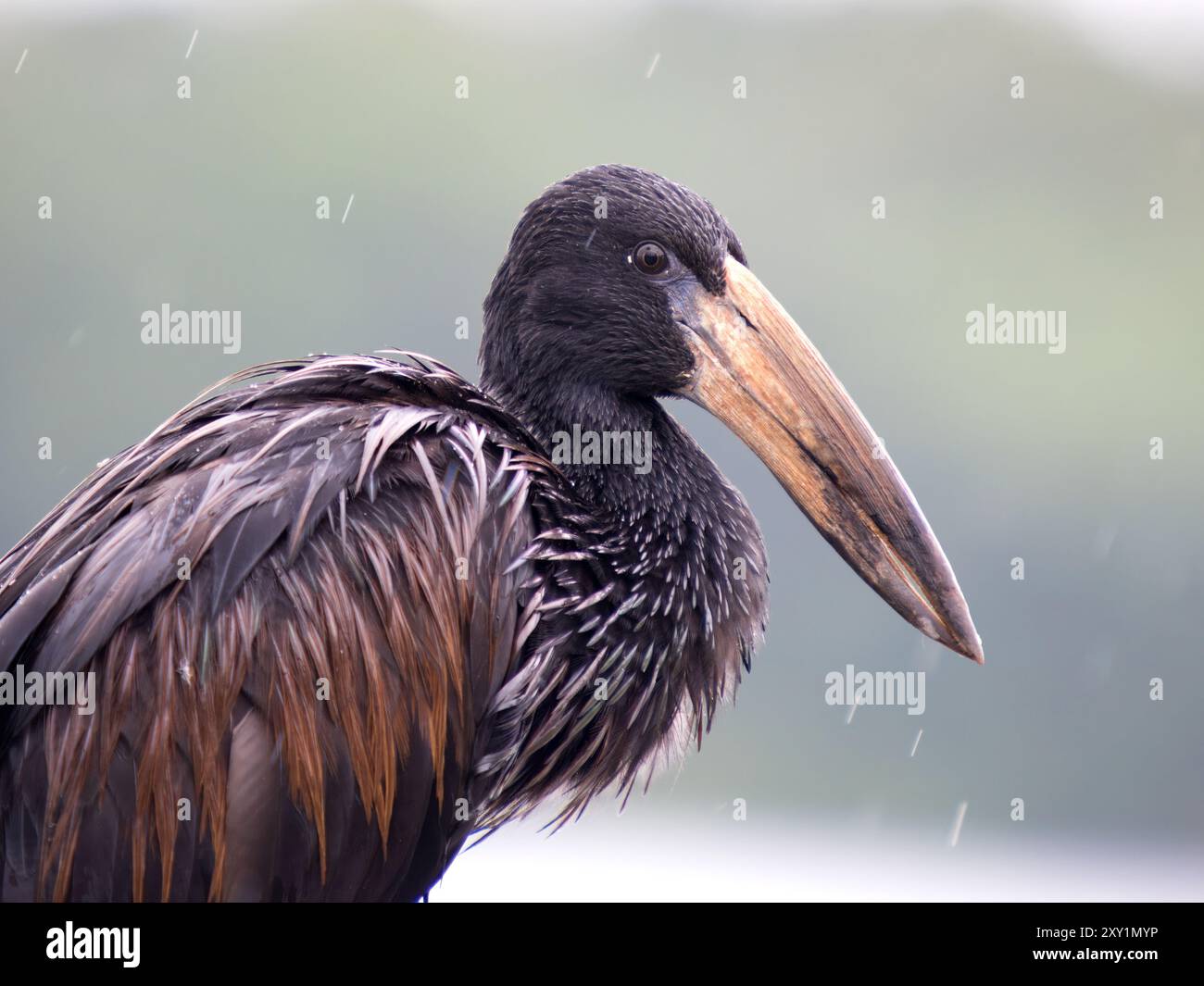 African Openbill (Anastomus lamelligerus) standing at waters edge, in ...