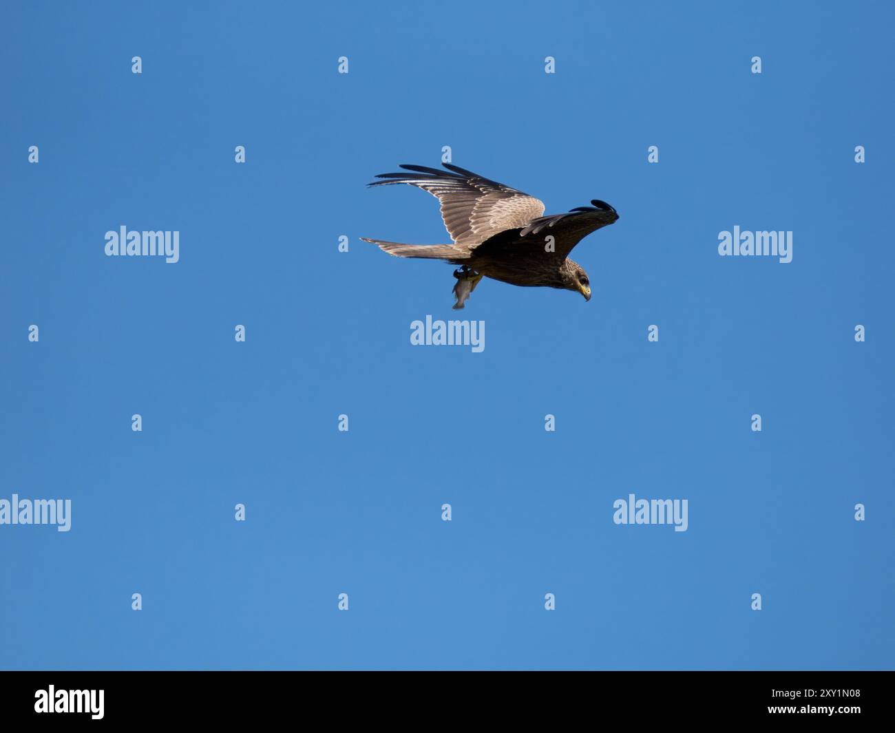 Kite hunting fish hi-res stock photography and images - Alamy