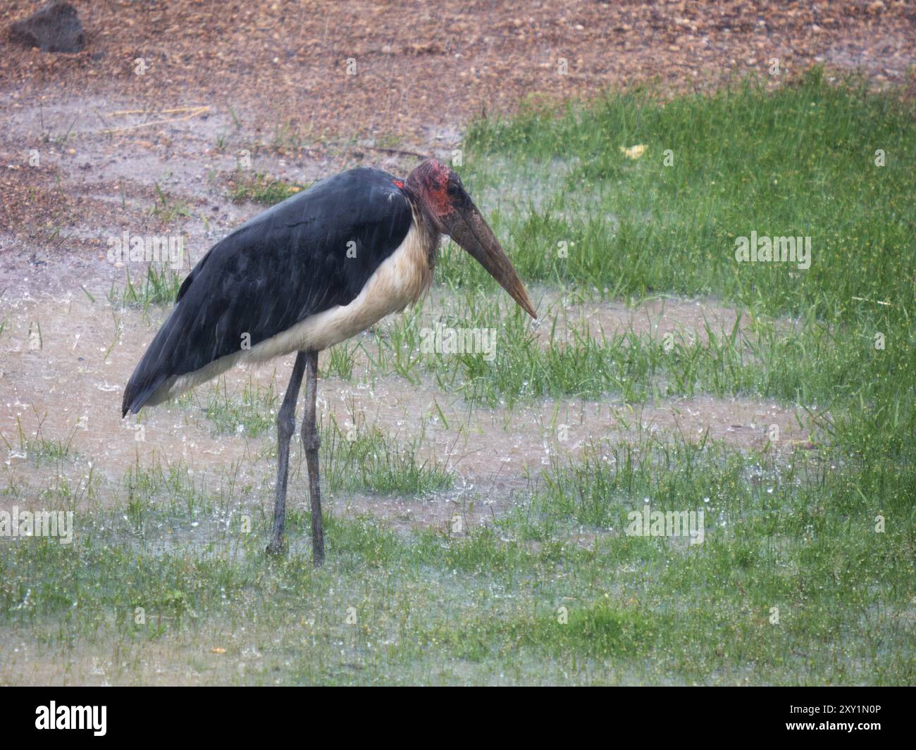 Marabou Stork (Leptoptilos crumenifer) standing in rain storm, Lake ...