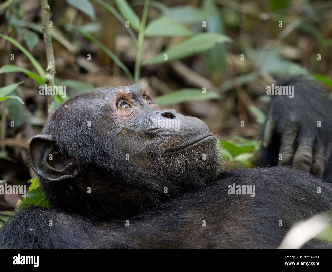 Chimpanzee (Pan troglodytes) laying on forest floor, Kibale Forest ...