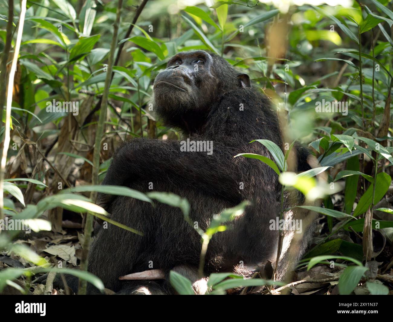 Chimpanzee (Pan troglodytes) laying on forest floor, Kibale Forest ...