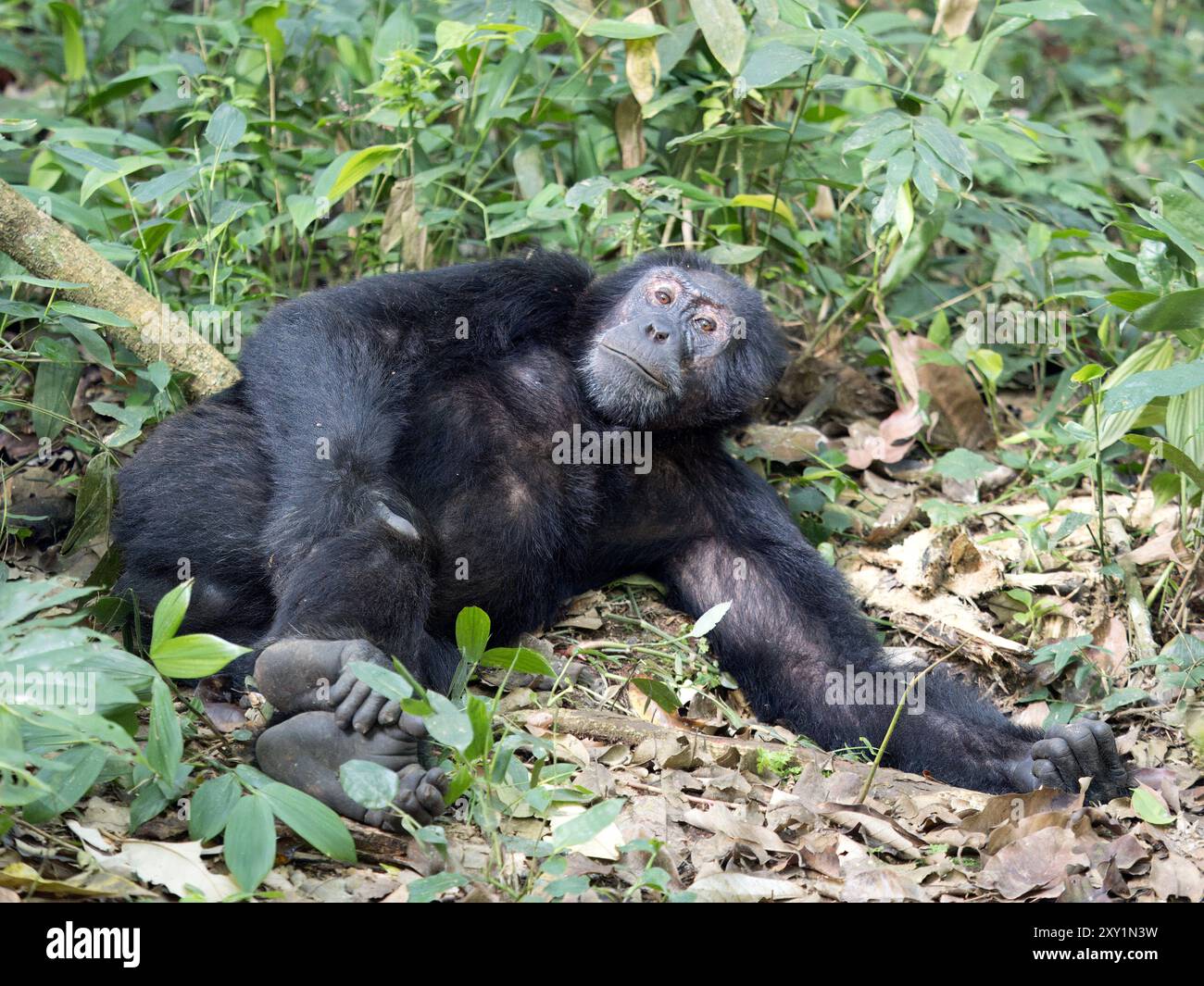 Chimpanzee (Pan troglodytes) laying on forest floor, Kibale Forest ...