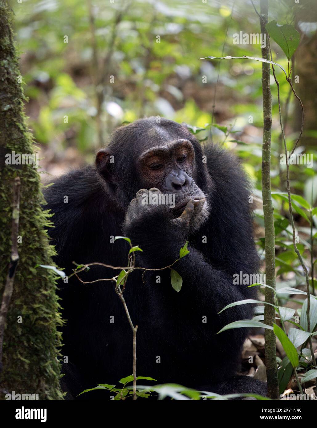 Chimpanzee (Pan troglodytes) sitting on forest floor, Kibale Forest ...