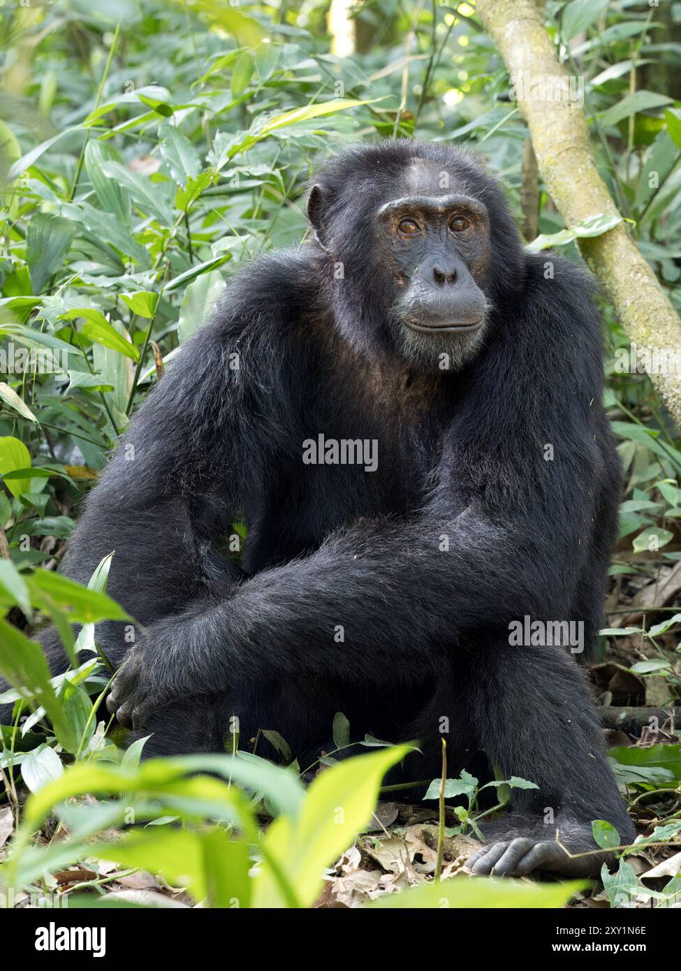 Chimpanzee (Pan troglodytes) laying on forest floor, Kibale Forest ...