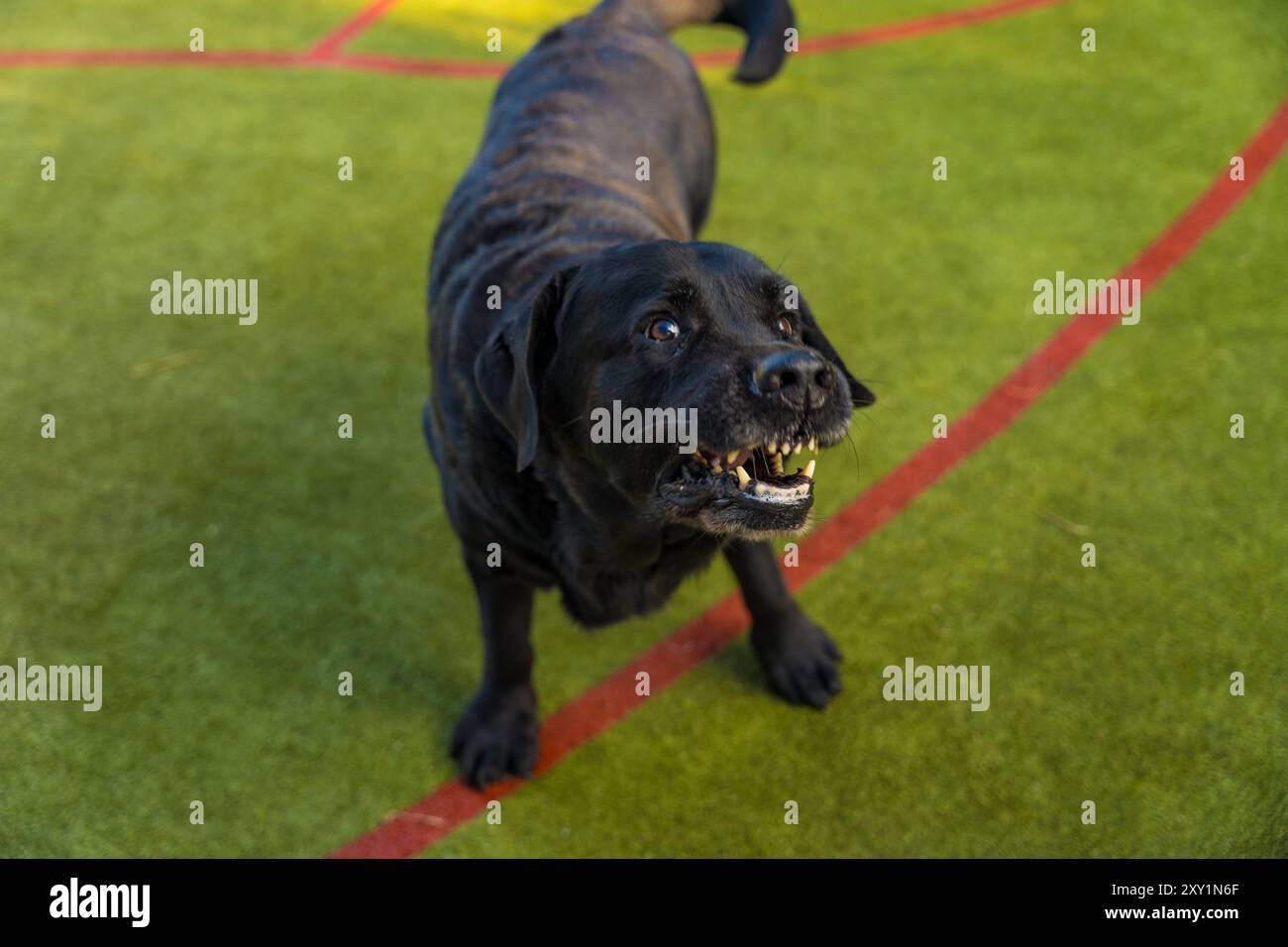 Senior labrador retriever hi-res stock photography and images - Alamy