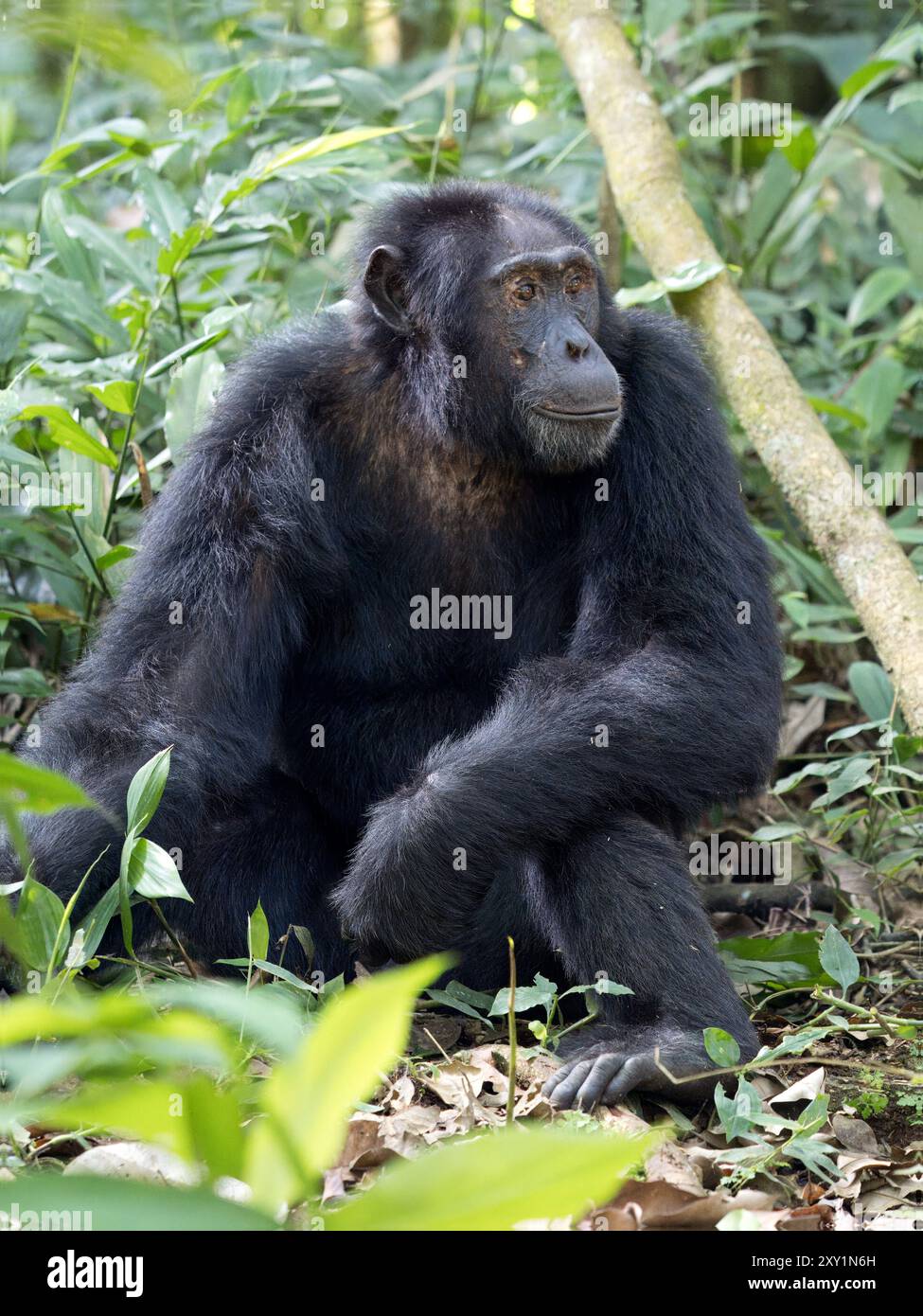 Chimpanzee (Pan troglodytes) laying on forest floor, Kibale Forest ...