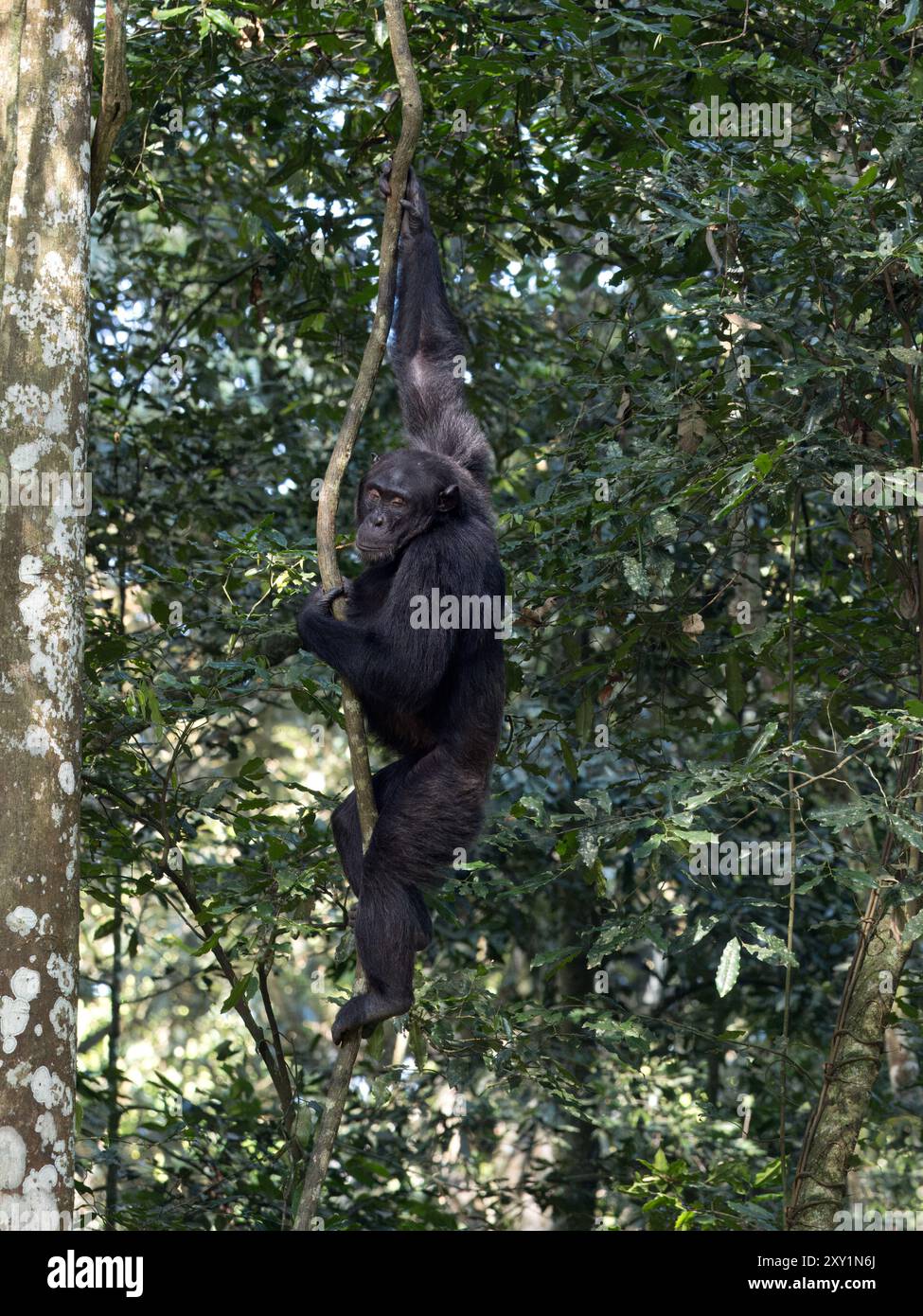 Chimpanzee (Pan troglodytes) climbing in tree, Kibale Forest National ...