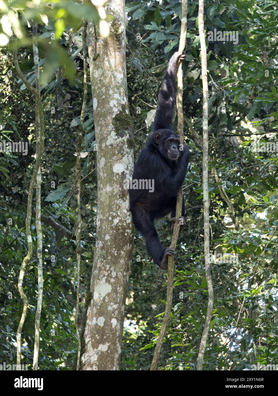 Chimpanzee (Pan troglodytes) climbing in tree, Kibale Forest National ...