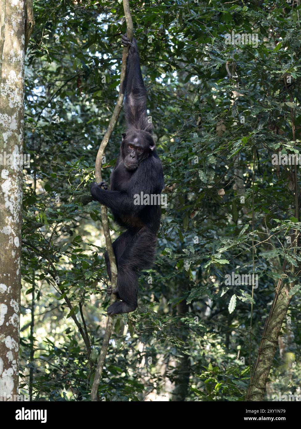 Chimpanzee (Pan troglodytes) climbing in tree, Kibale Forest National ...