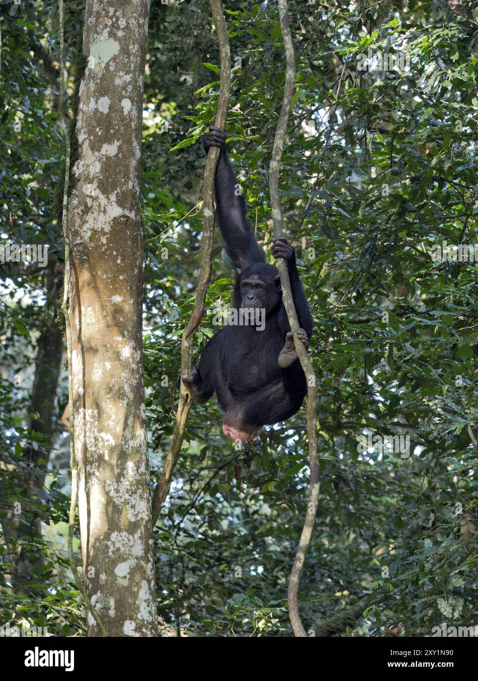 Chimpanzee (Pan troglodytes) climbing in tree, Kibale Forest National ...
