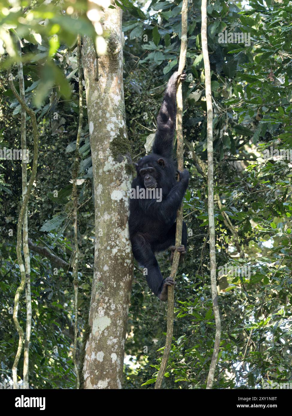 Chimpanzee (Pan troglodytes) climbing in tree, Kibale Forest National ...