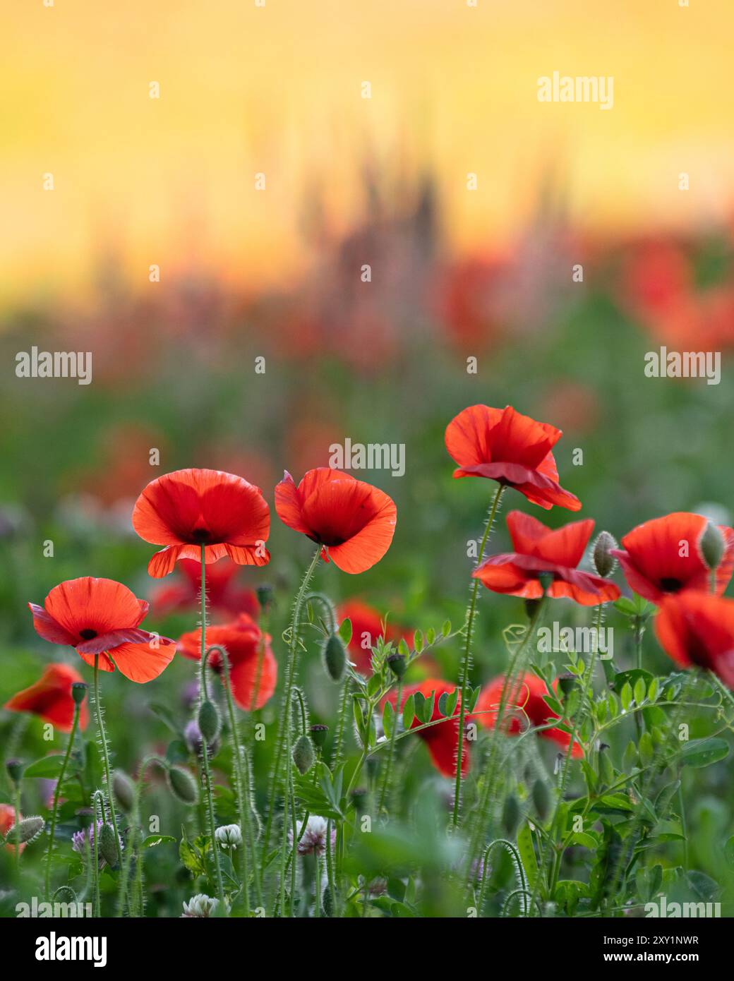 Red poppy field sunset hi-res stock photography and images - Alamy