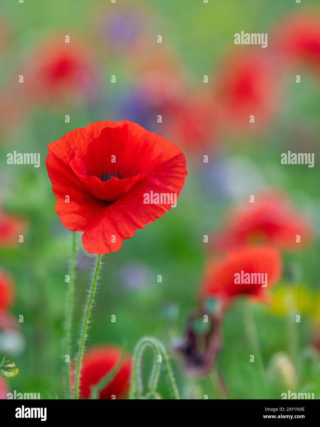 Focus on one red poppy standing out in a field of poppies Stock Photo ...