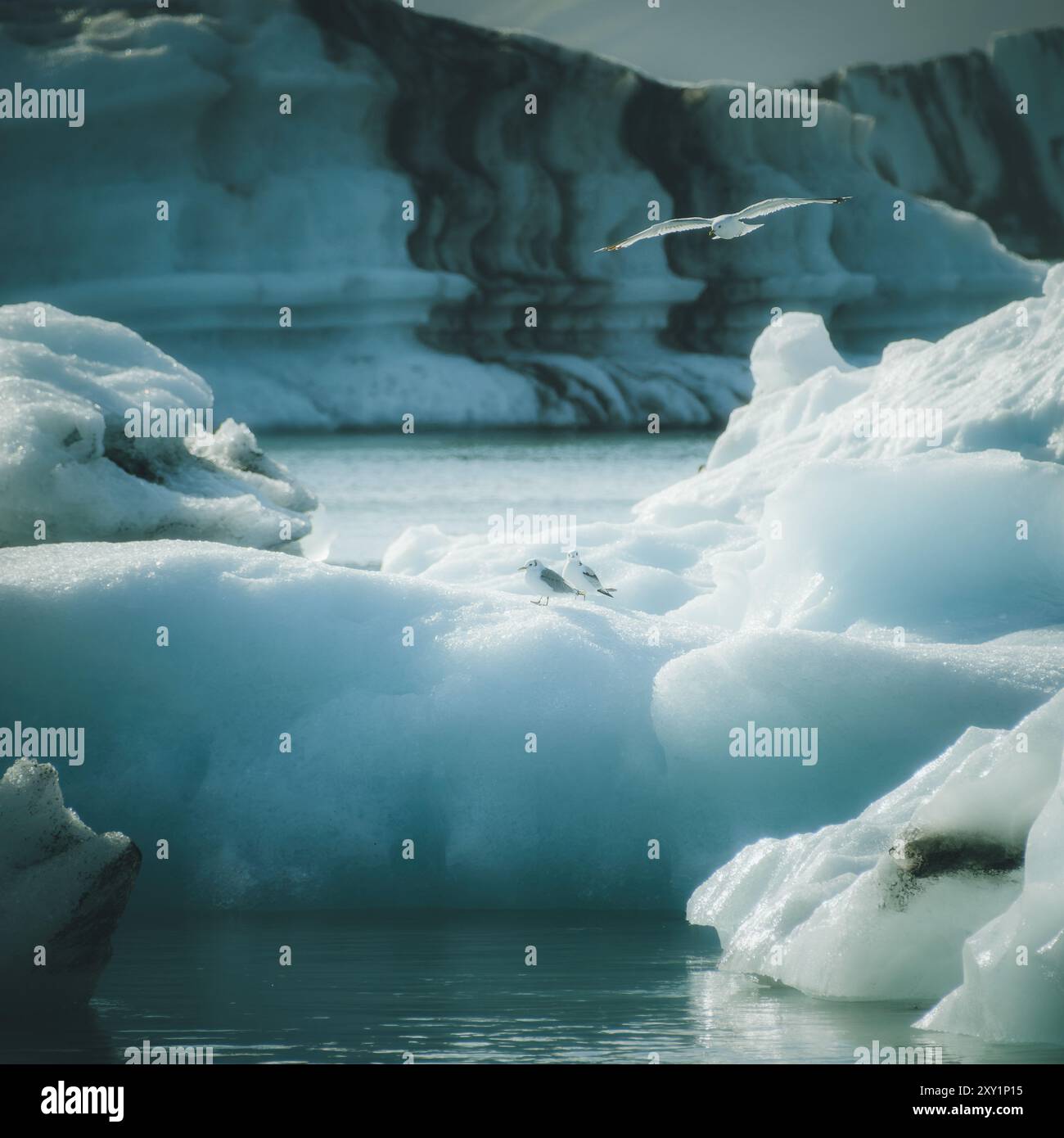 Three arctic terns, two resting on an iceberg and one flying, in ...