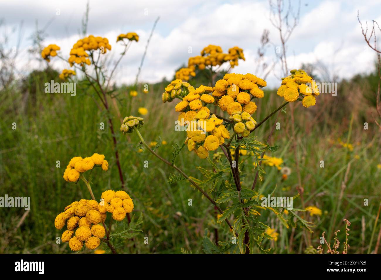 Common tansy flowers, Tanacetum vulgare Stock Photo - Alamy