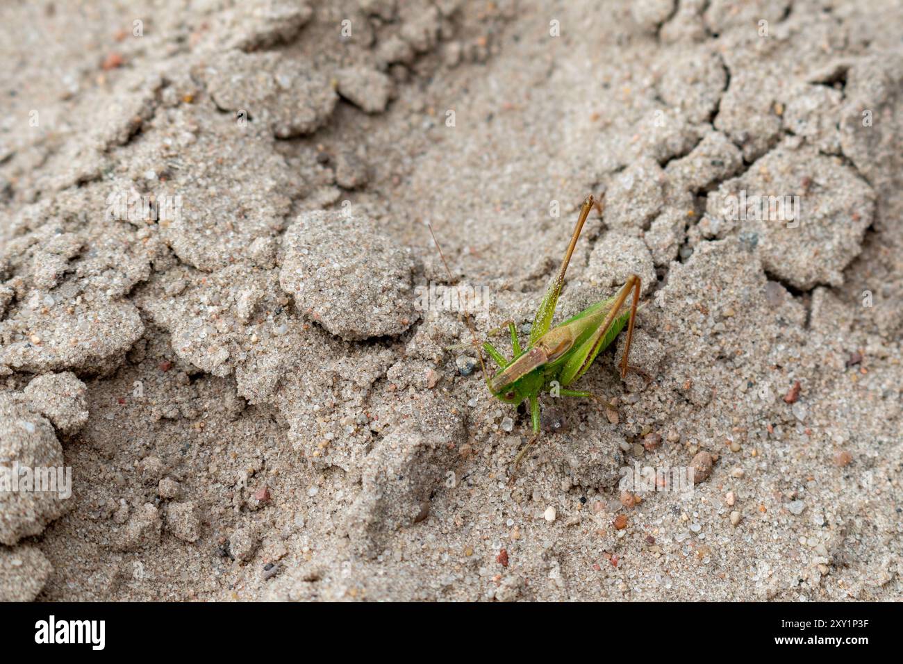 Green grasshopper with brown hi-res stock photography and images - Alamy
