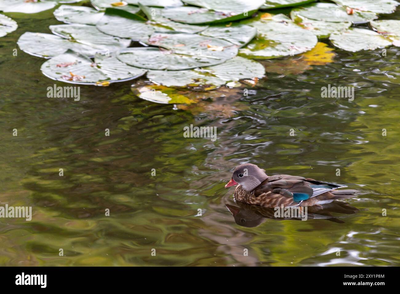 Mandarin duck, Aix galericulata, male bird in eclipse phase Stock Photo ...