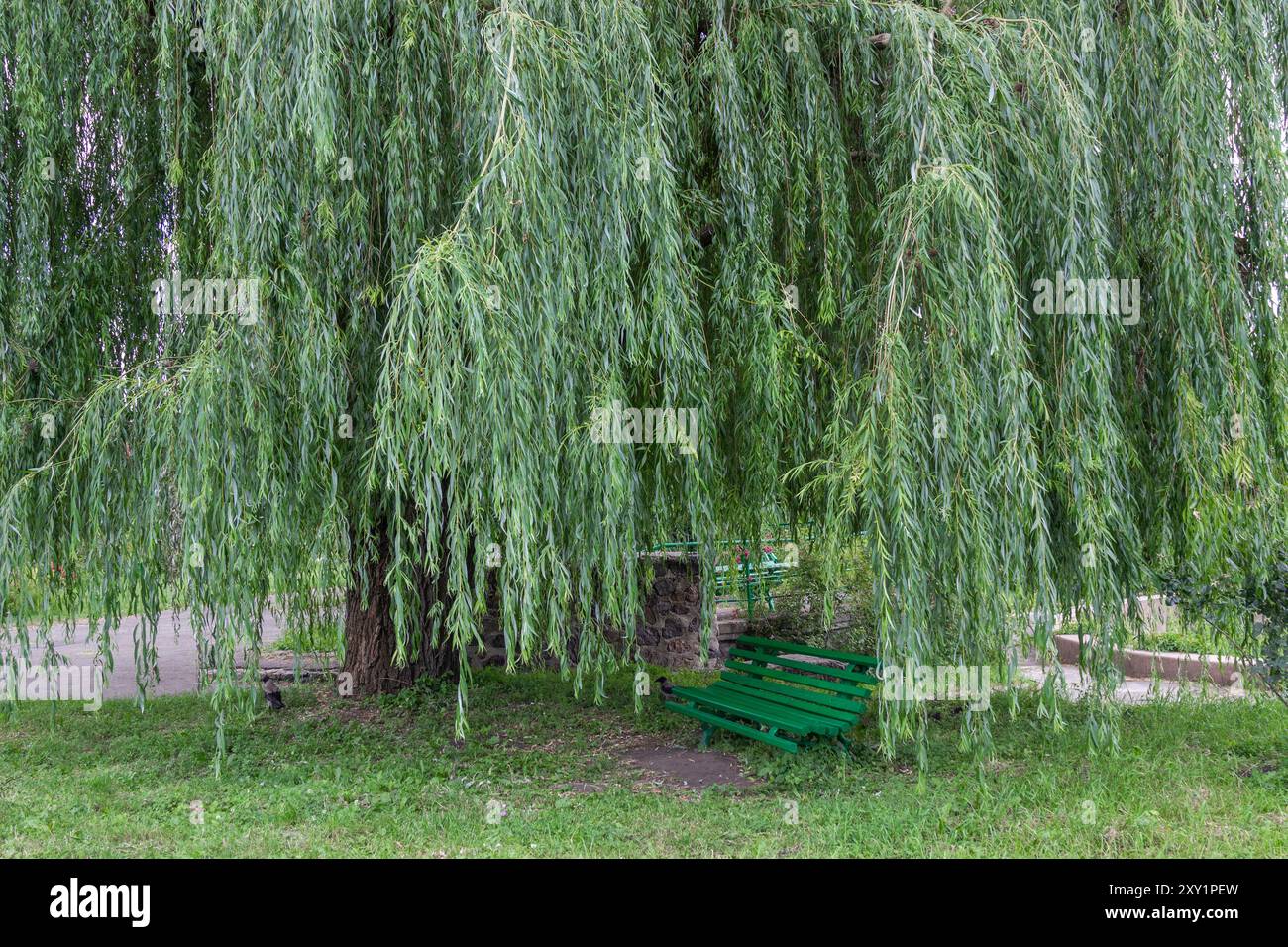 Large willow tree with hanging branches in the park. Green wooden bench ...